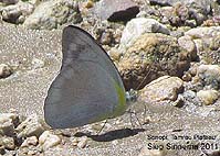 Papua Insects Foundation (Lepidoptera/Pieridae thumbnails)